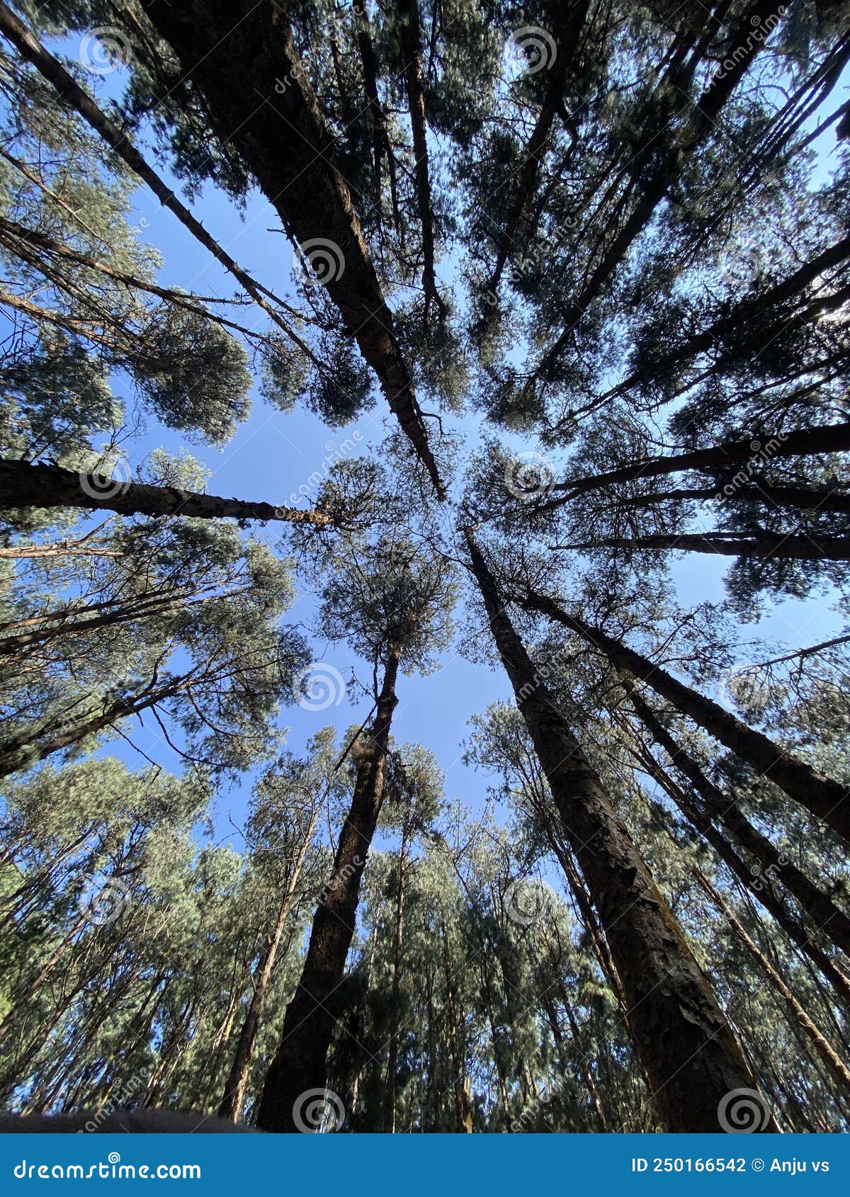 Image of a Beautiful Nature with Trees Stock Photo - Image of trees ...