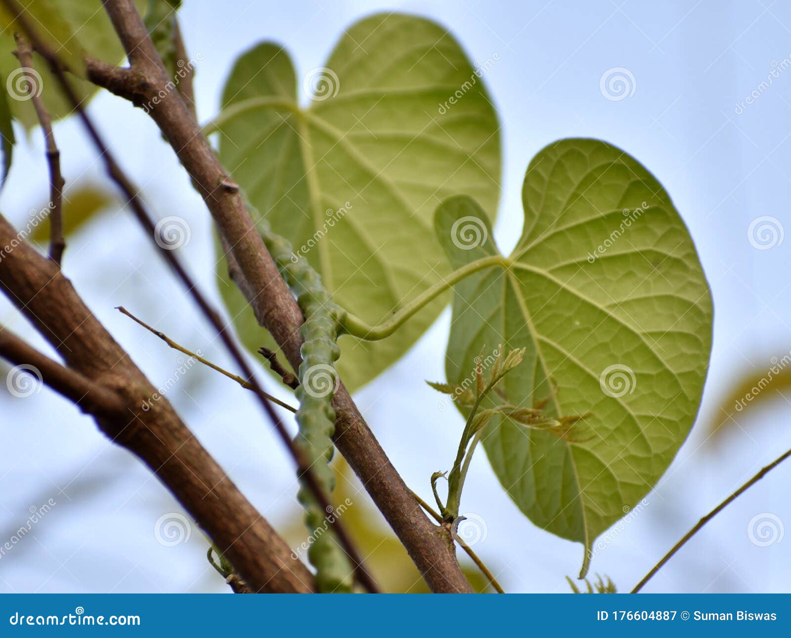 This is an Image of Beautiful Neem Giloy Plant . Stock Image - Image of ...