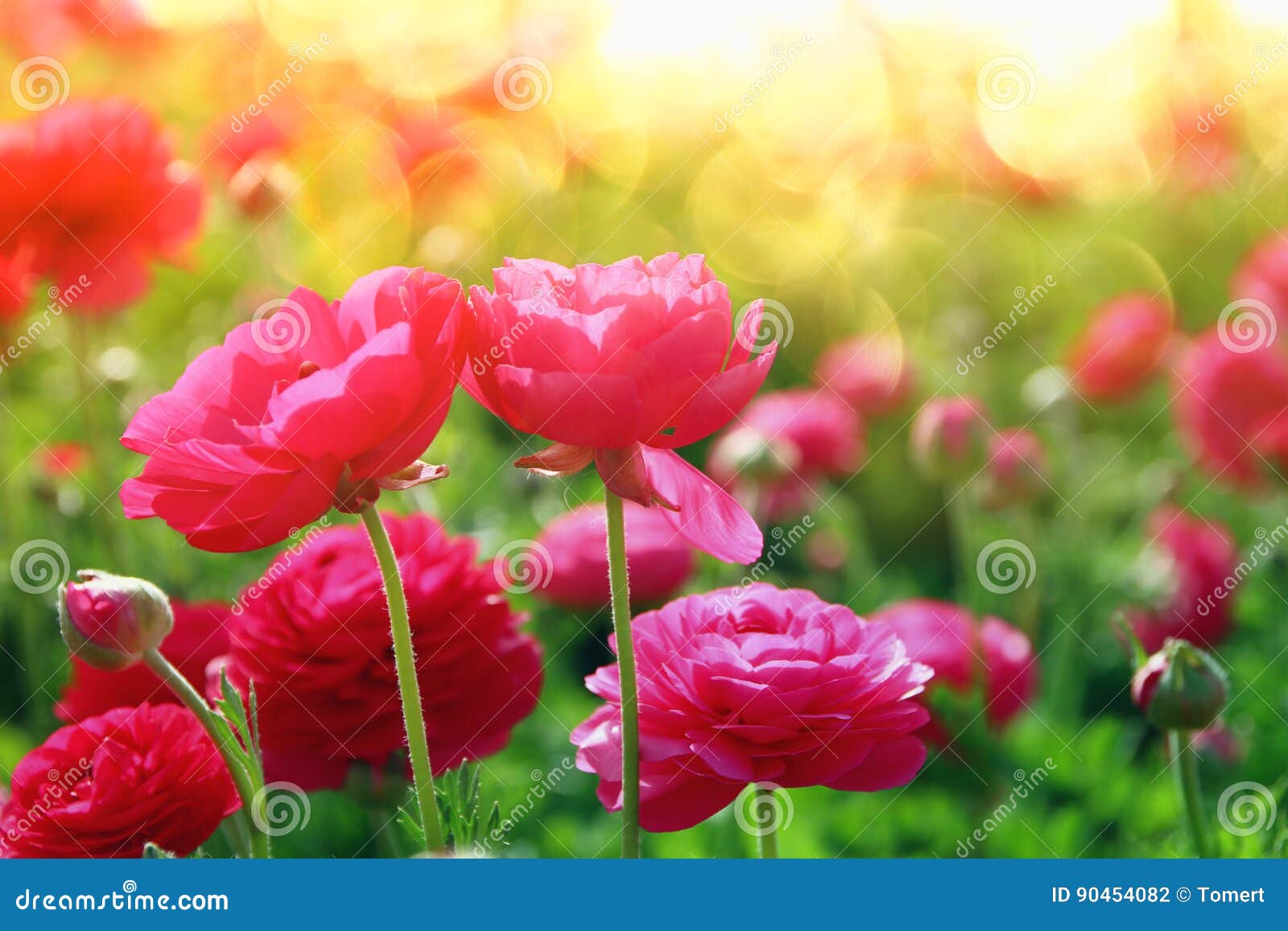 Image of Beautiful Pink Spring Flowers Stock Photo - Image of garden ...