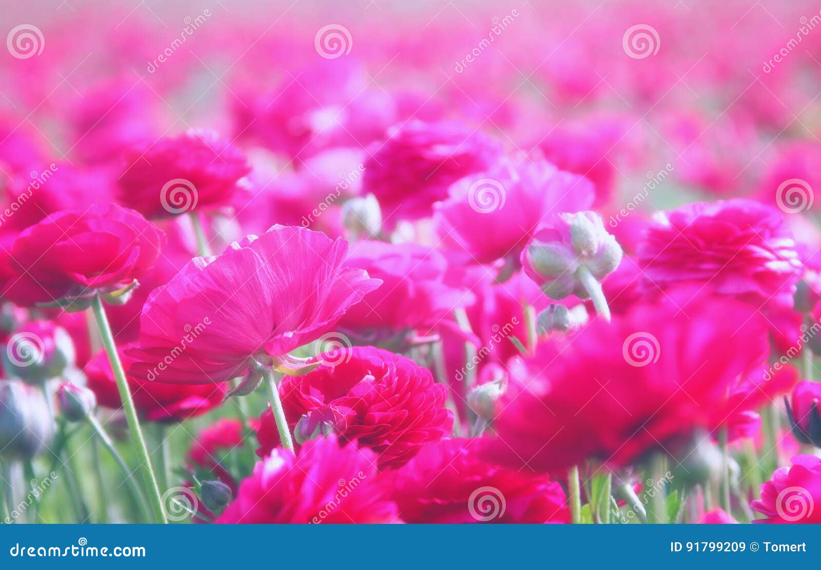 Image of Beautiful Pink Spring Flowers. Stock Image - Image of green ...