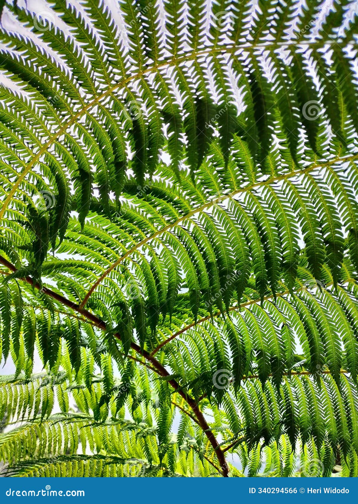 Image of Beautiful Plant with Unique Leaf Pattern Stock Photo - Image ...