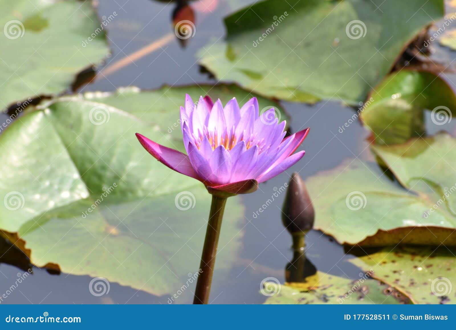 This is an Image of Beautiful Purple Water Lily or Shapla Flower. Stock ...