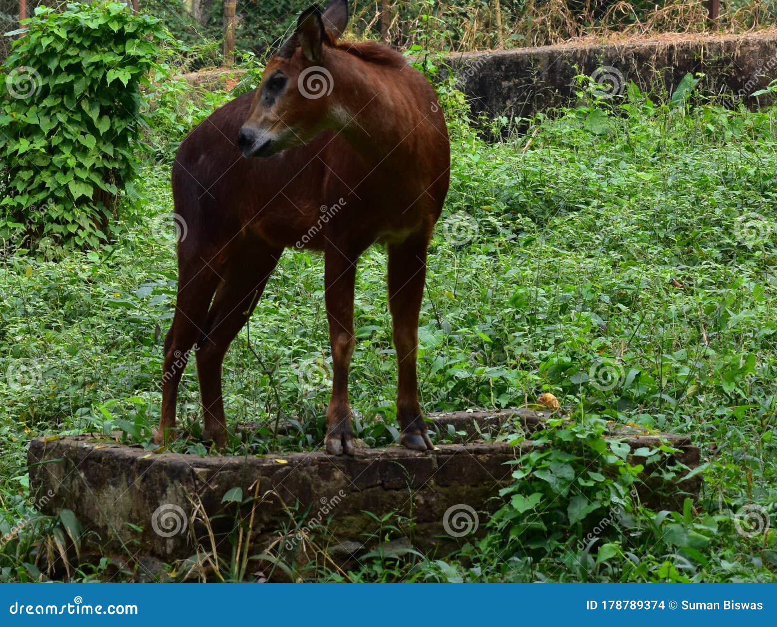 This is an Image of Beautiful Red Serow in India. Stock Photo - Image ...