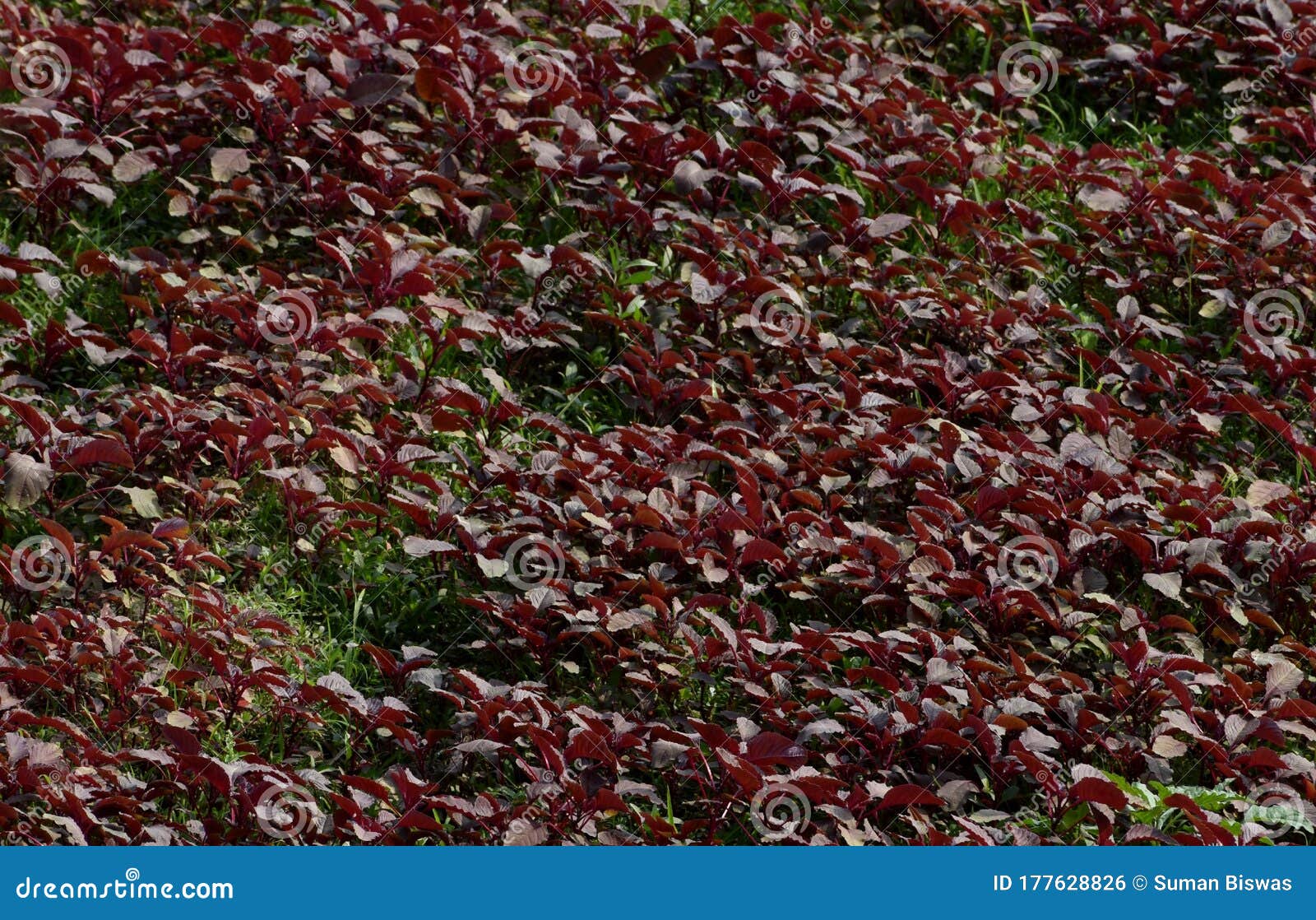 This is an Image of Beautiful Red Spinach Farming . Stock Photo - Image ...