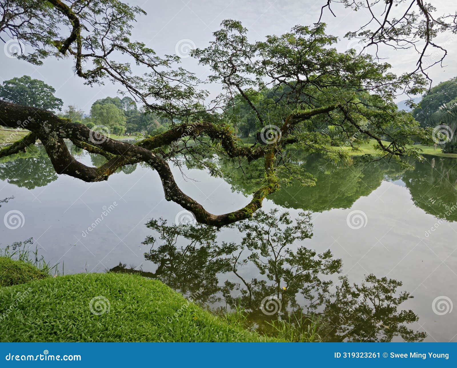 Beautiful Reflection of Rainforest Branches Hanging Out To the Lake ...