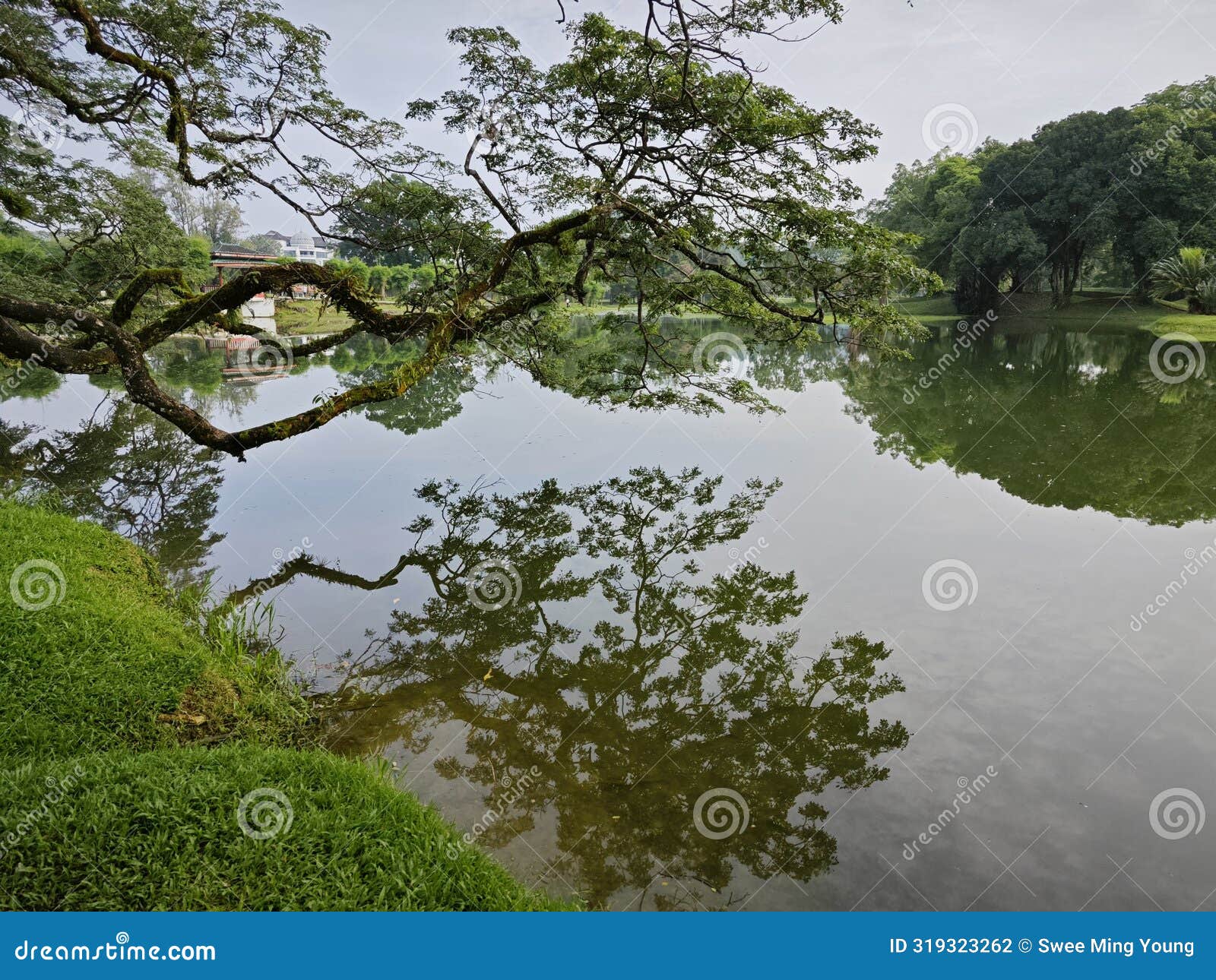 Beautiful Reflection of Rainforest Branches Hanging Out To the Lake ...
