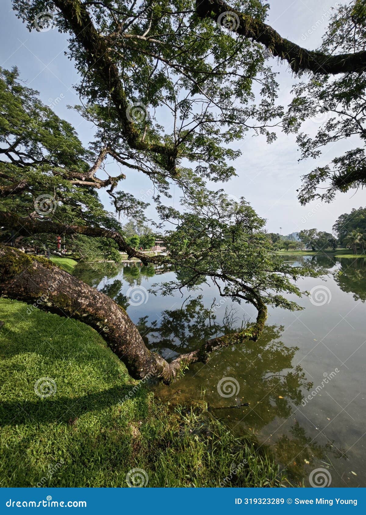 Beautiful Reflection of Rainforest Branches Hanging Out To the Lake ...