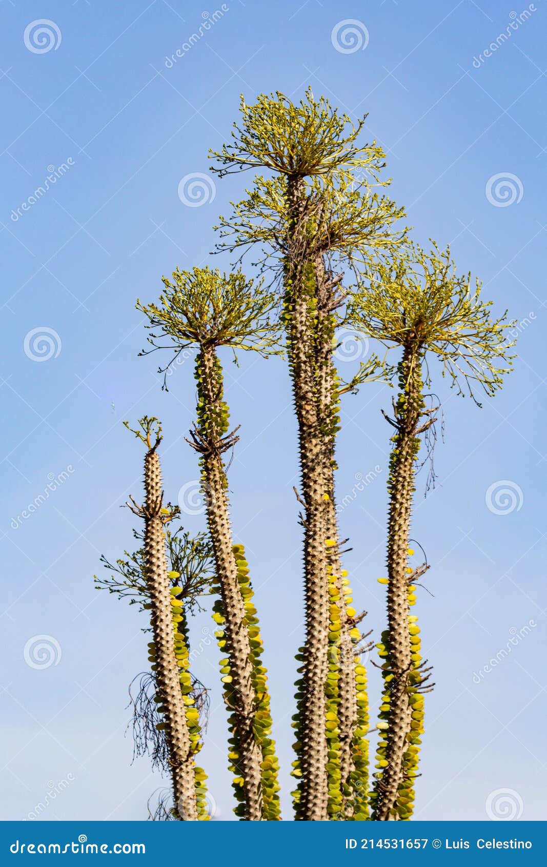 This is a Cool Reminder that Life is Beautiful Stock Image - Image of ...