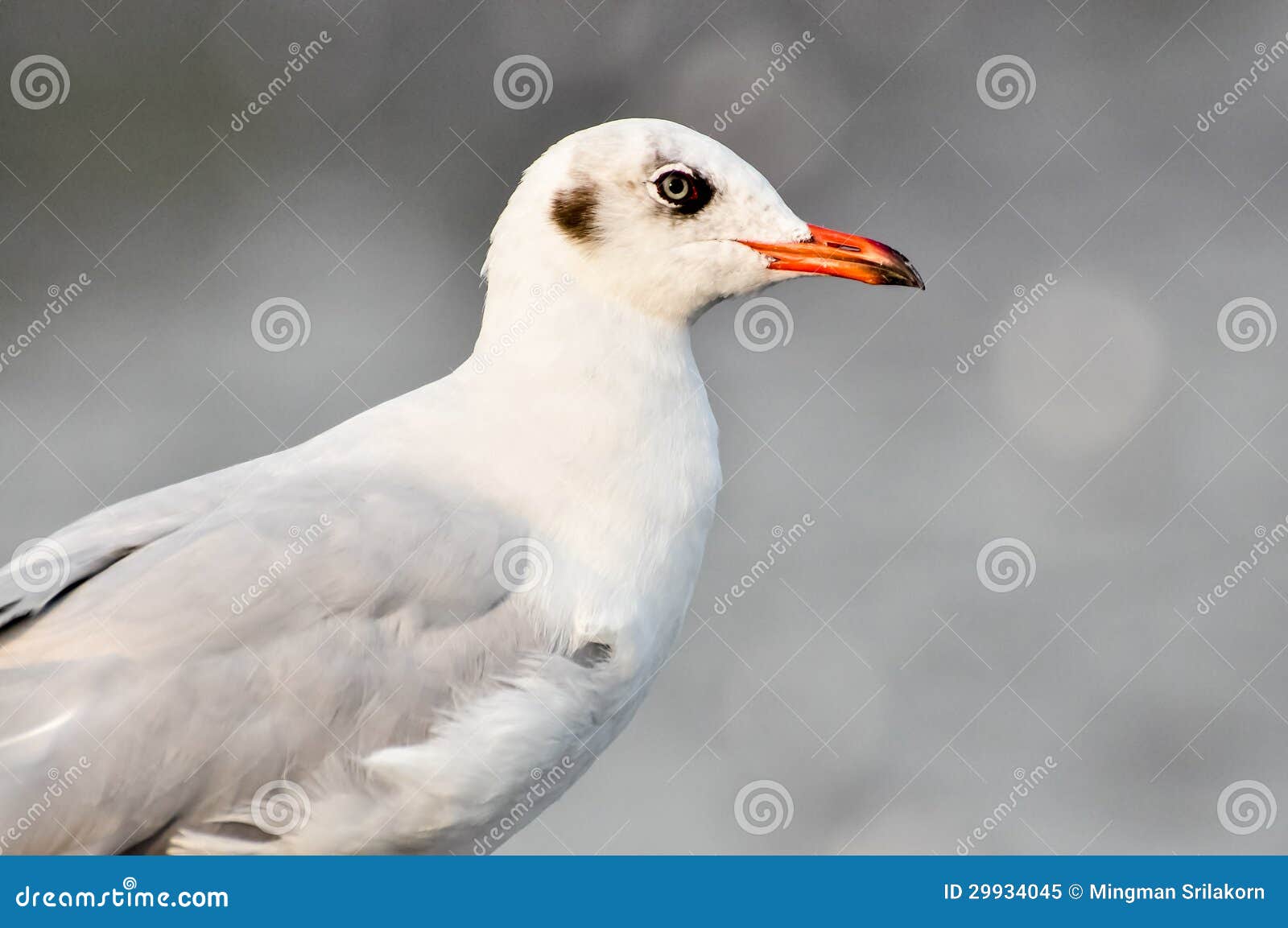 An Image of a Beautiful Seagull in the Bright Sky Stock Image - Image ...