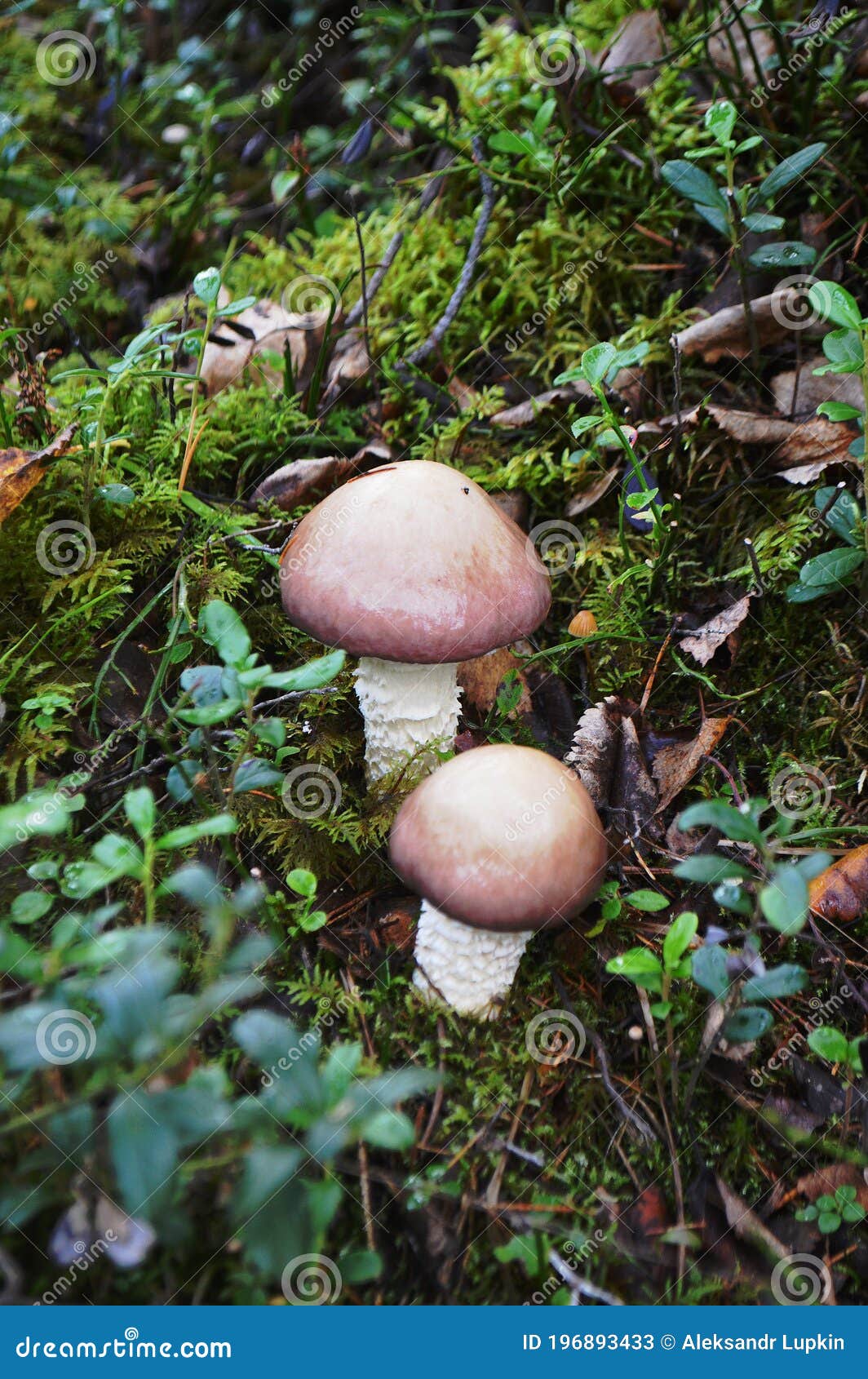 Beautiful Toadstools in the Autumn Forest Stock Image - Image of trees ...