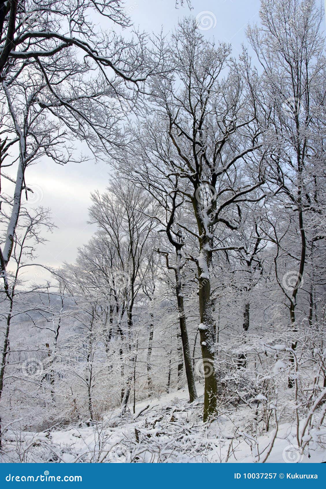 Image of Beautiful Trees in Winter Forest Stock Image - Image of ...