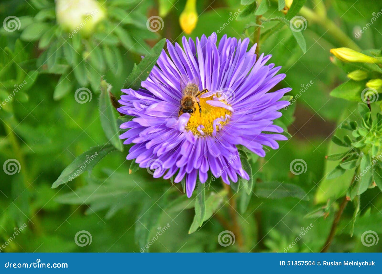 Image of Beautiful Violet Flower and Bee Stock Photo - Image of ...