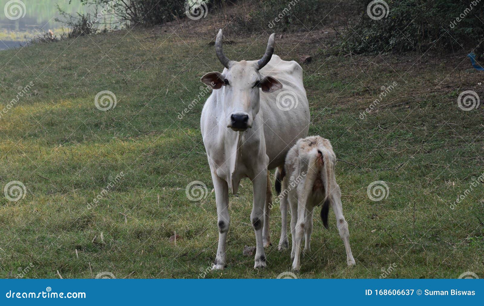 This is an Image of a Beautiful White Cow with Her Cub or Baby Stock ...