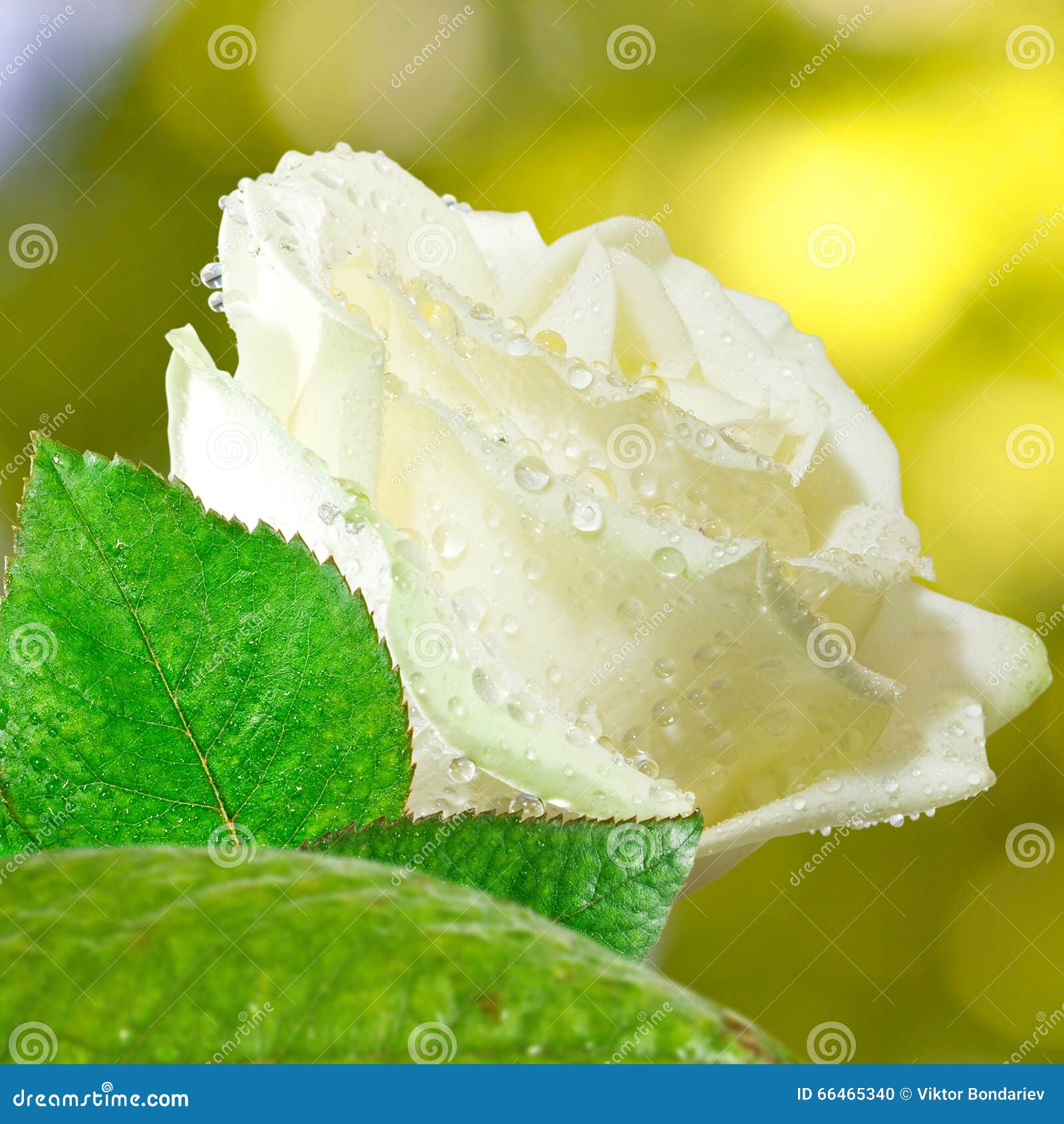 Image of a Beautiful White Rose in the Garden Stock Photo - Image of ...