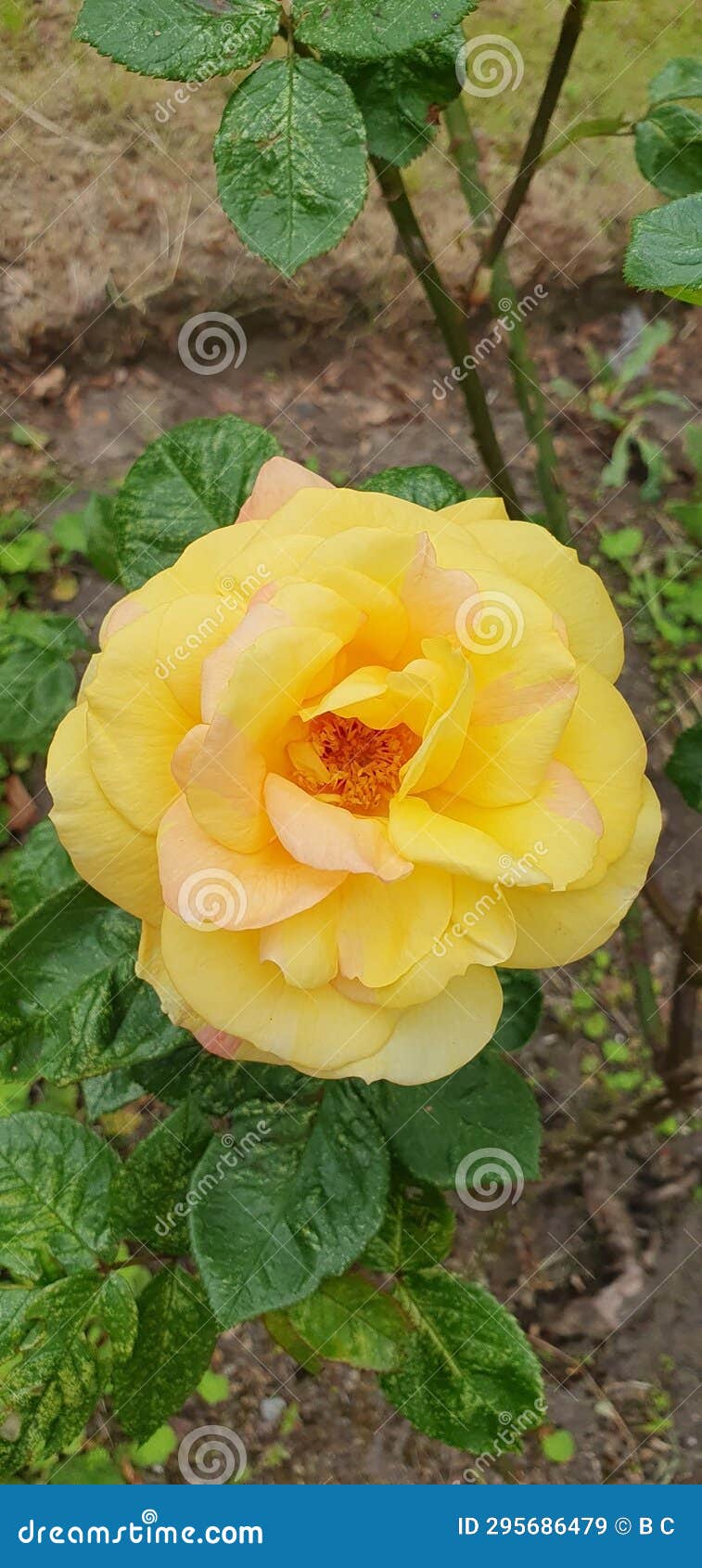 The Image of a Beautiful Yellow Rose in a Garden Stock Image - Image of ...