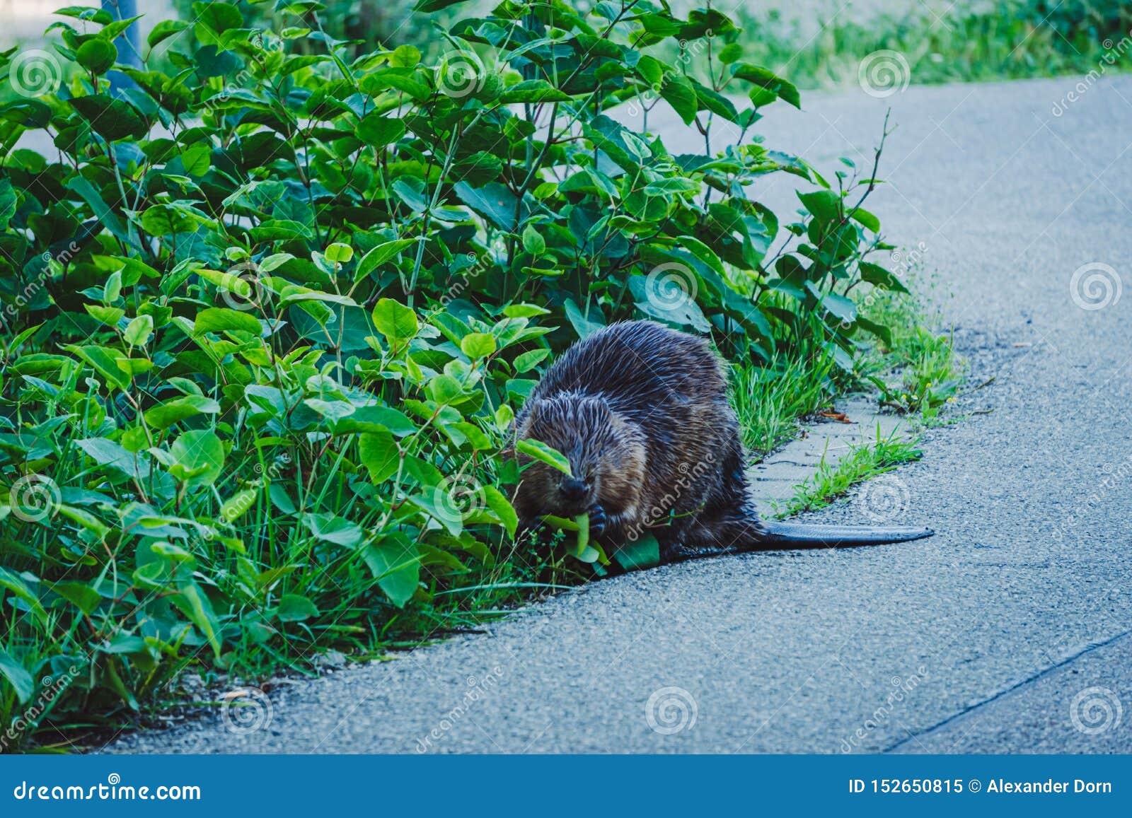 Image of Beaver on the Side of a Read Eating the Bush Stock Image ...