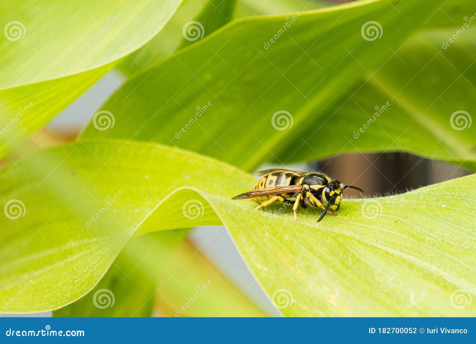 Image of a Bee Resting in a Green Leaf of a Corn Plant. Beautiful ...