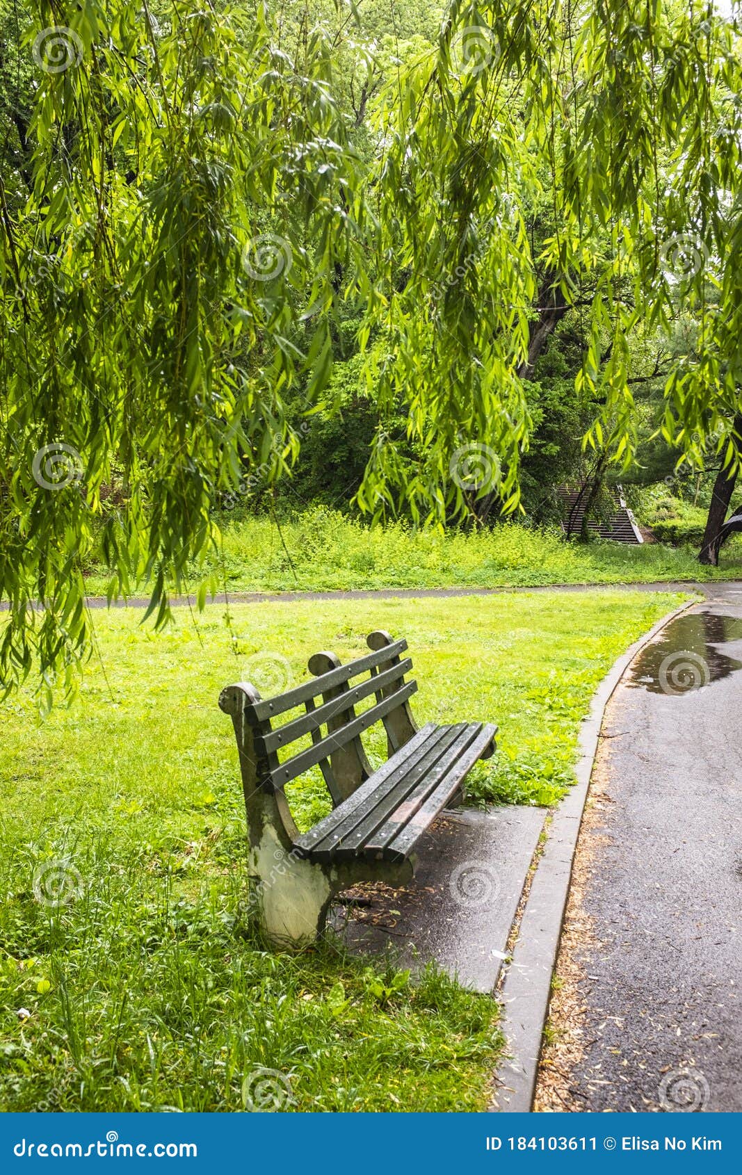 A bench and a Willow tree stock image. Image of peacefful - 184103611
