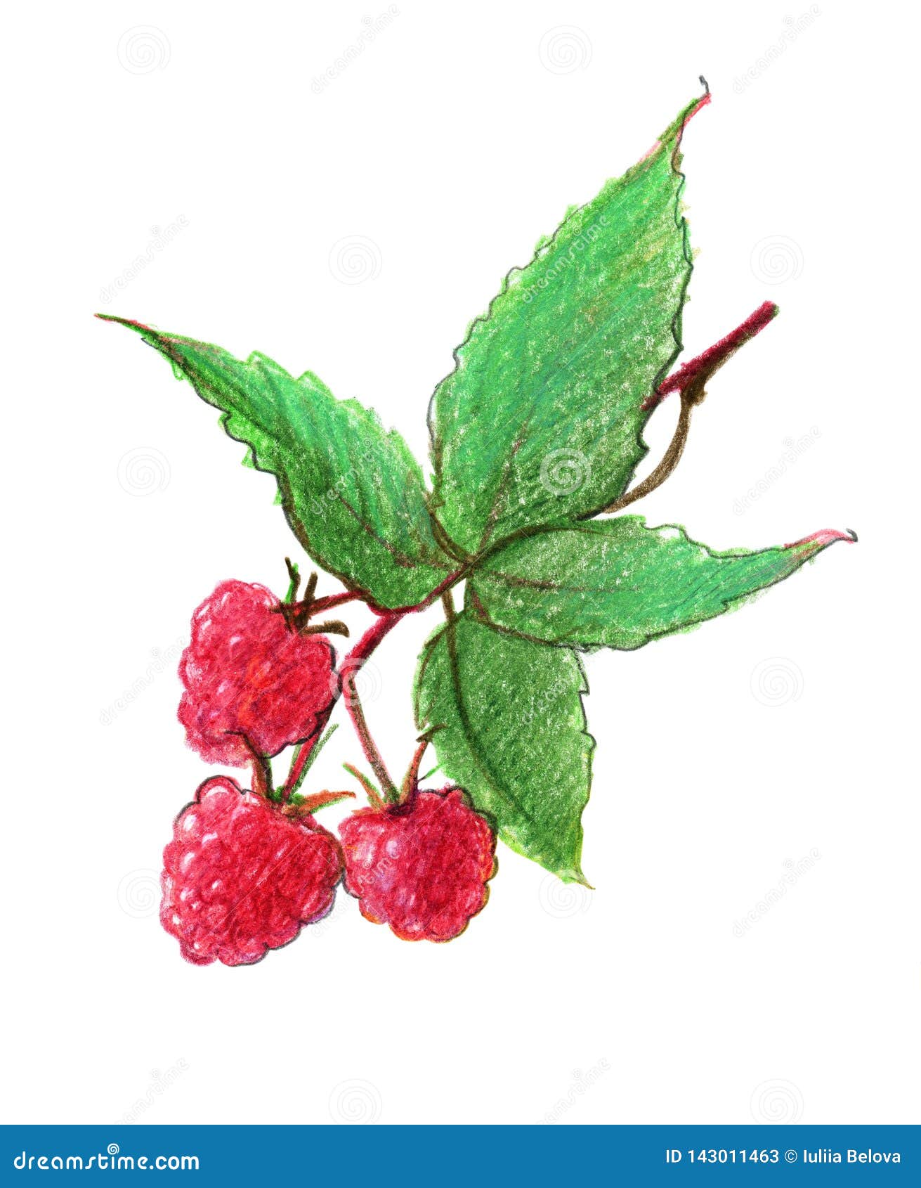Image of Berries of a Red Raspberry. Drawing with Colored Pencils ...