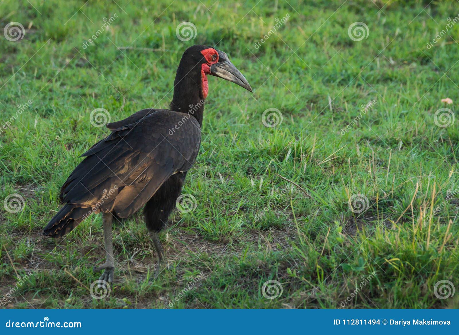 Big Black Bird with Red Head in Masai Mara, Kenya Stock Photo - Image ...