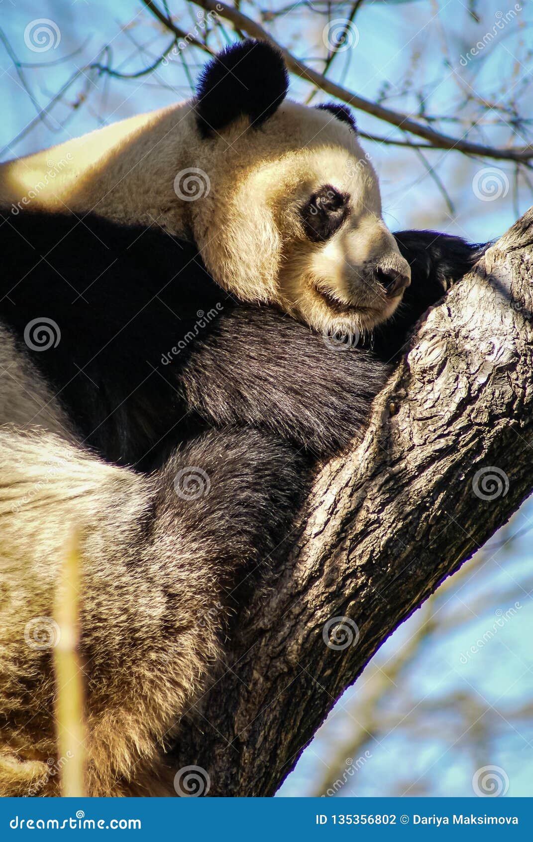 Big Black and White Panda Bear Sitting on a Tree Stock Photo - Image of ...