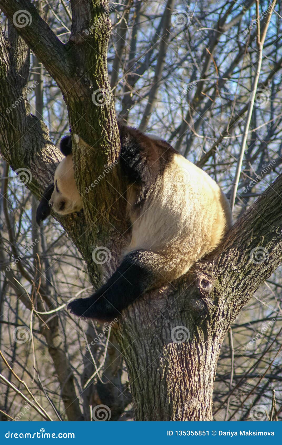 Big Black and White Panda Bear Sitting on a Tree Stock Image - Image of ...