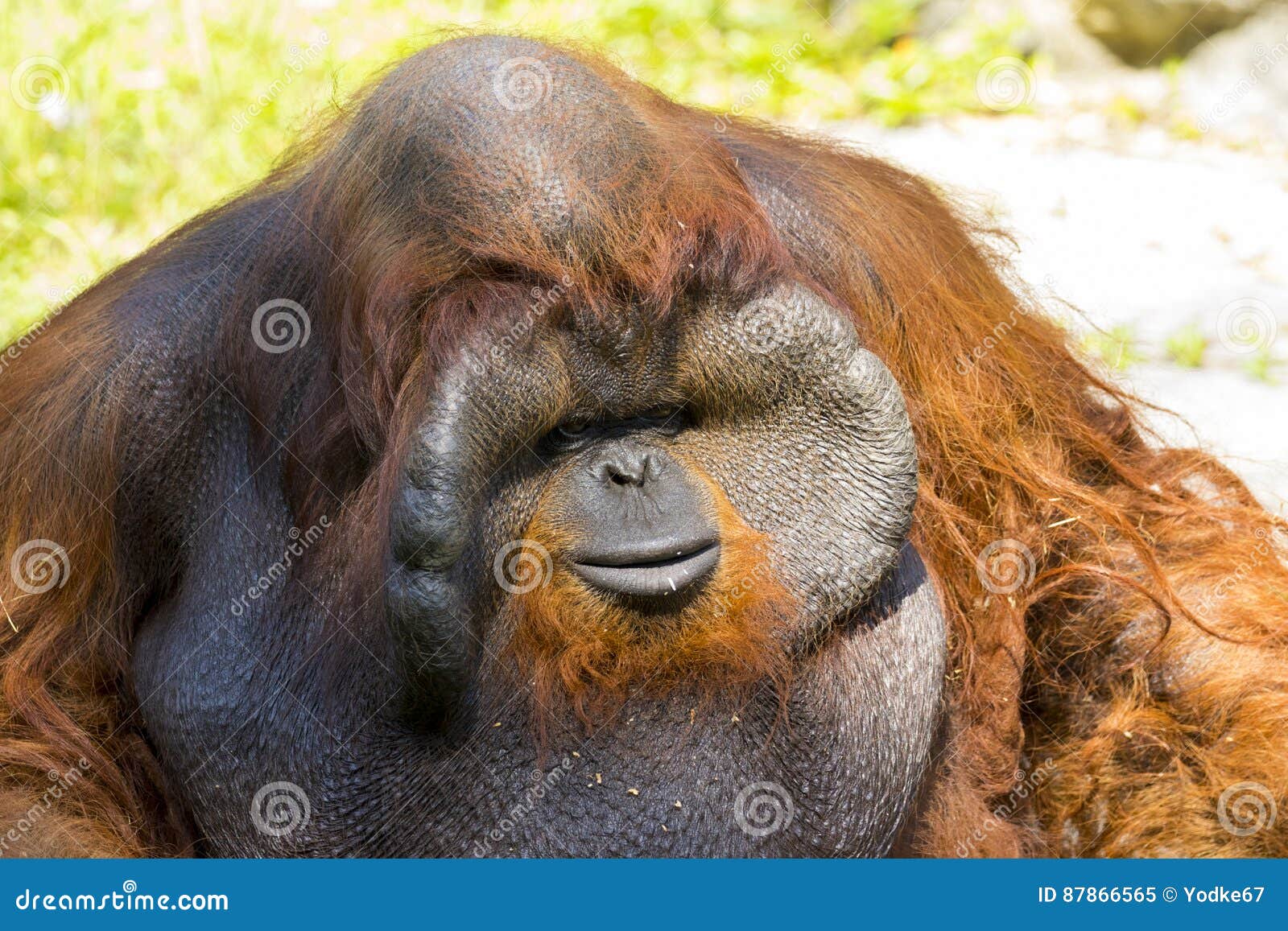 Orange Monkey Northern White-cheeked Gibbon Nomascus Leucogenys, Hand ...