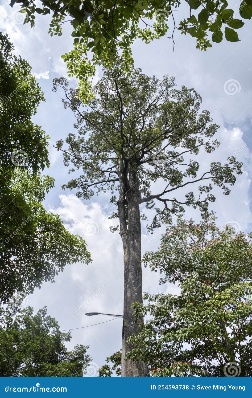 Big Rainforest Tree Standing at the Park Stock Photo - Image of foliage ...