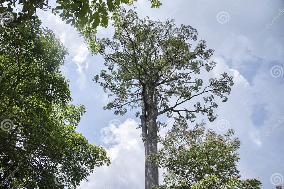 Big Rainforest Tree Standing at the Park Stock Image - Image of nature ...