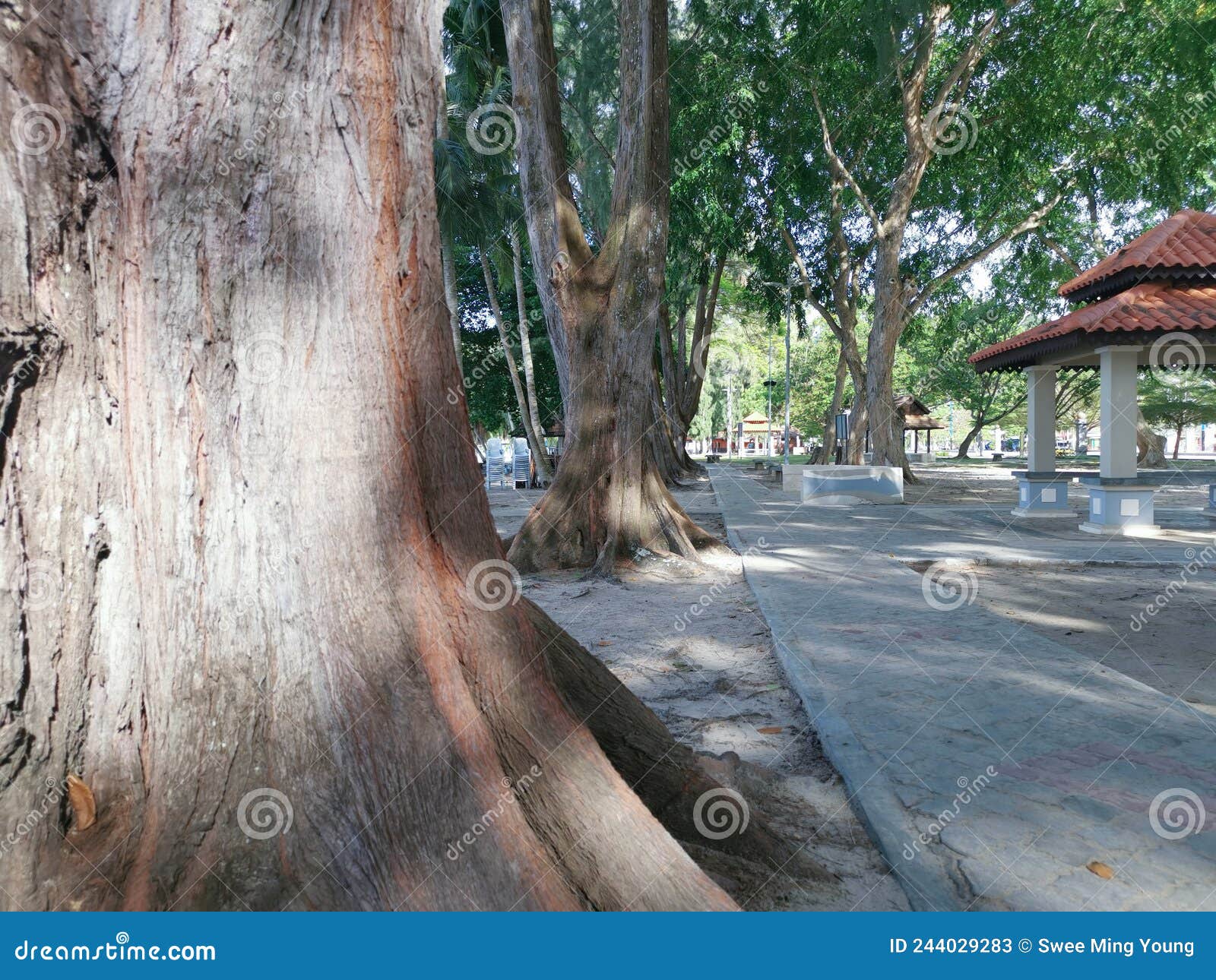 Big Rainforest Tree Trunk Around the Seaside Park. Stock Image - Image ...
