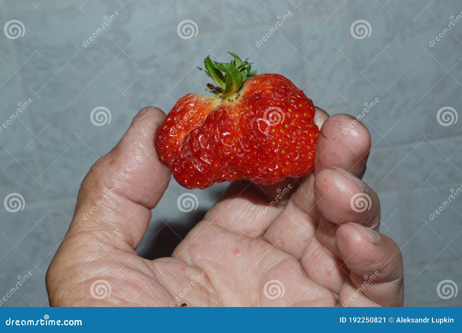 Big Sweet Ripe Strawberry in the Hand Stock Image - Image of summer ...