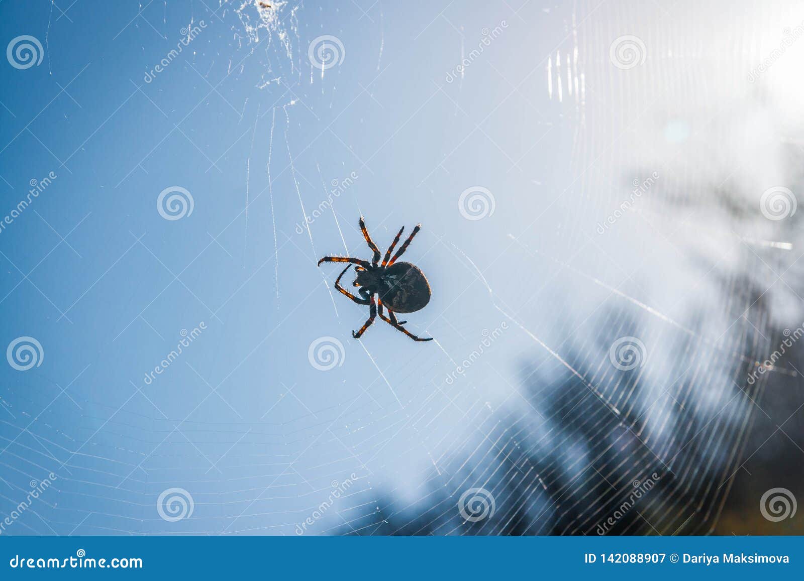Big Spider on Its Web Against Blue Sky Stock Image - Image of nature ...