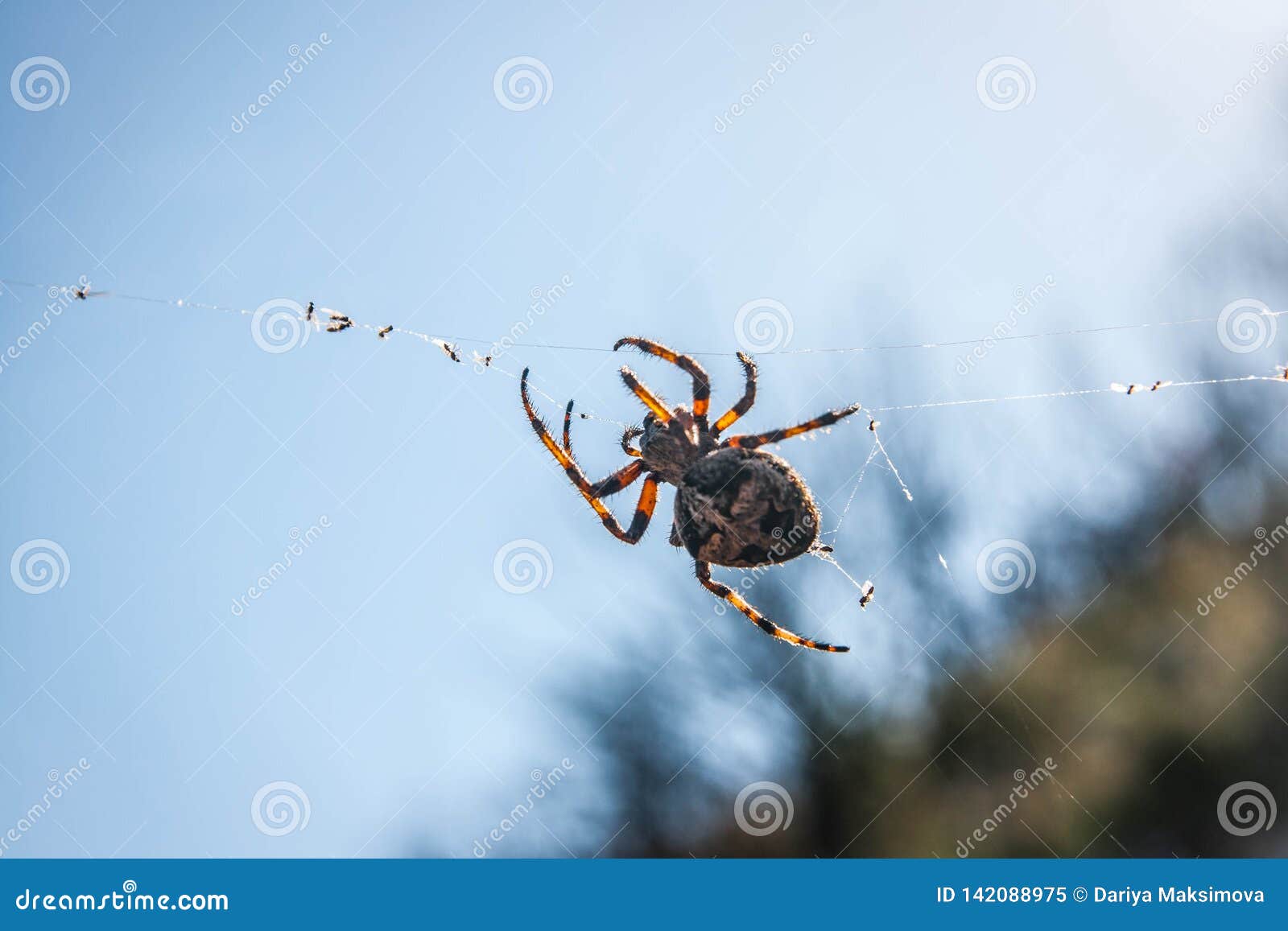 Big Spider on Its Web Against Blue Sky Stock Image - Image of arachnid ...