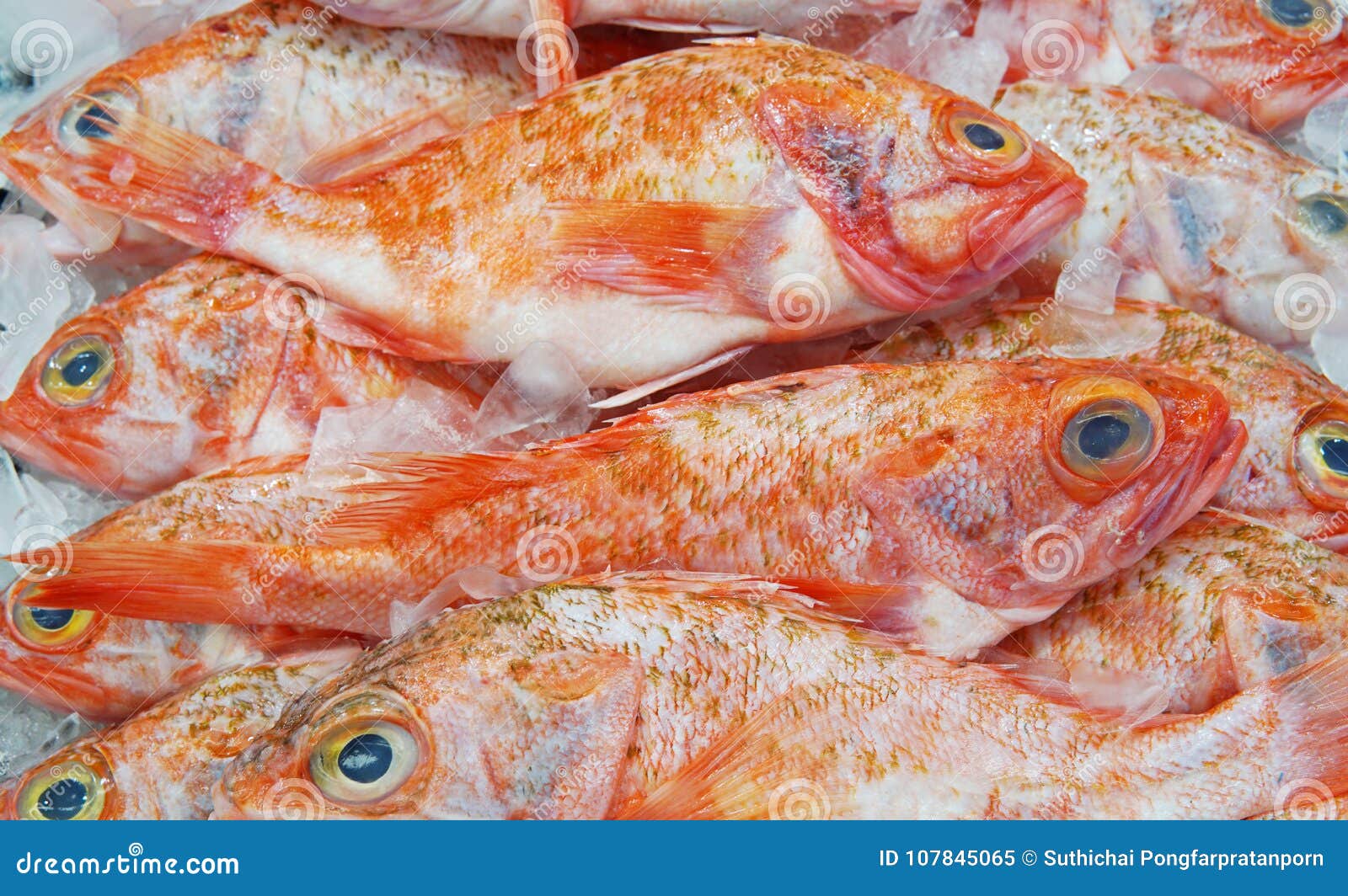 Image of Bigeye Ocean Perch on Display at Supermarket. Fresh Who Stock ...