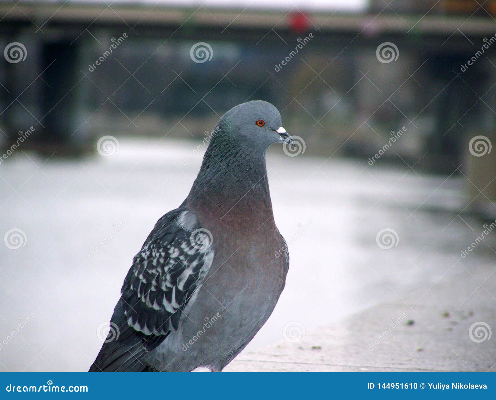Image of a Bird Bridge Doves. Photo Composition Stock Photo - Image of ...