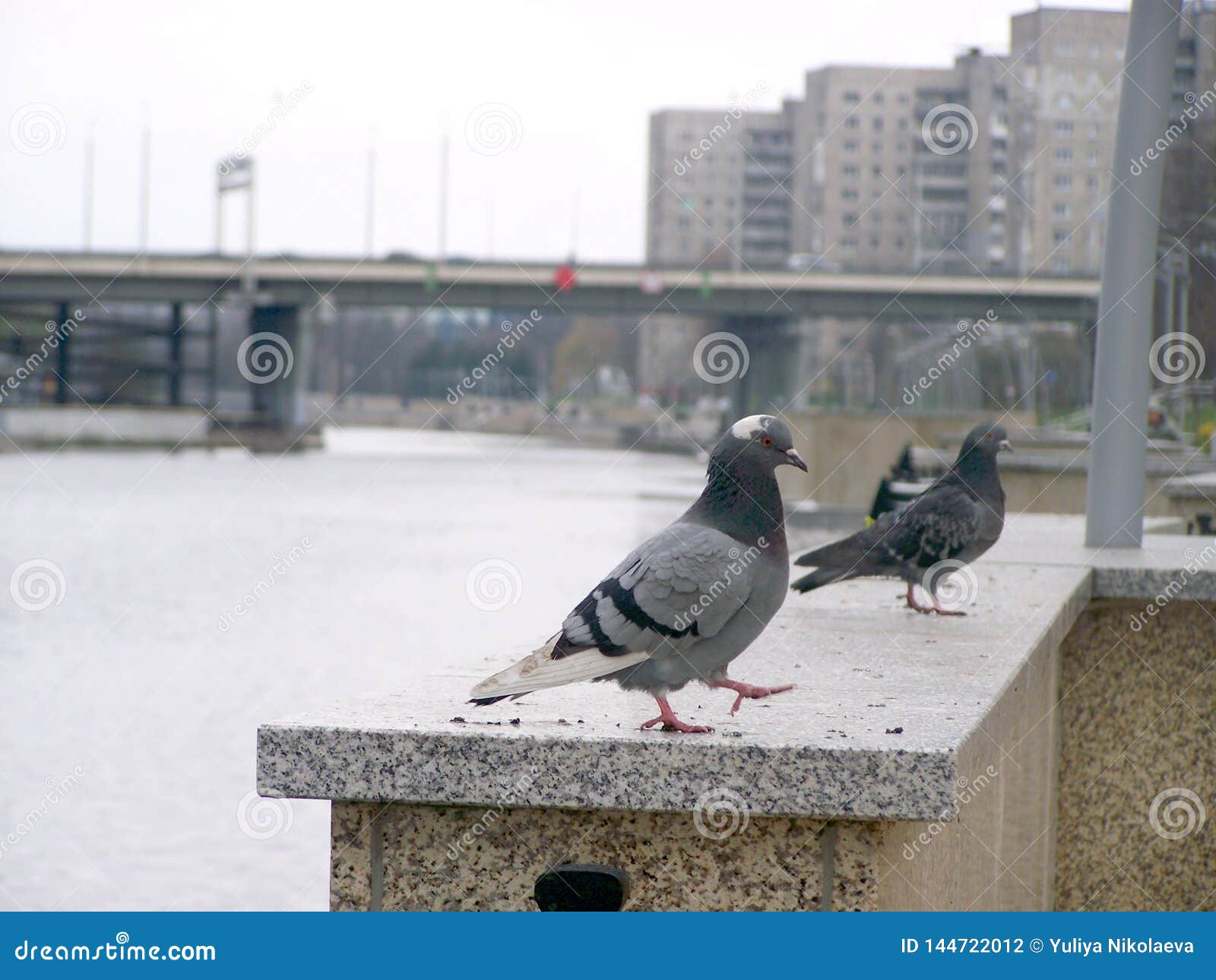 Image of a Bird Bridge Doves. Photo Composition Stock Photo - Image of ...
