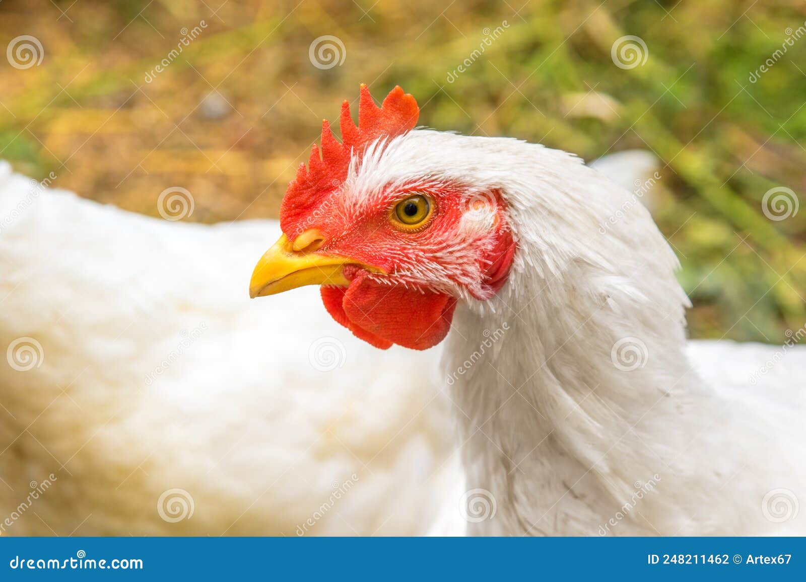 Bird Portrait of a Young White Chicken Stock Photo - Image of bird ...
