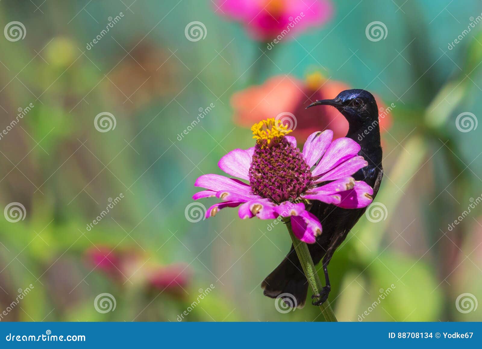 Image of a Bird Purple Sunbird Perched on Flowers. Stock Photo - Image ...