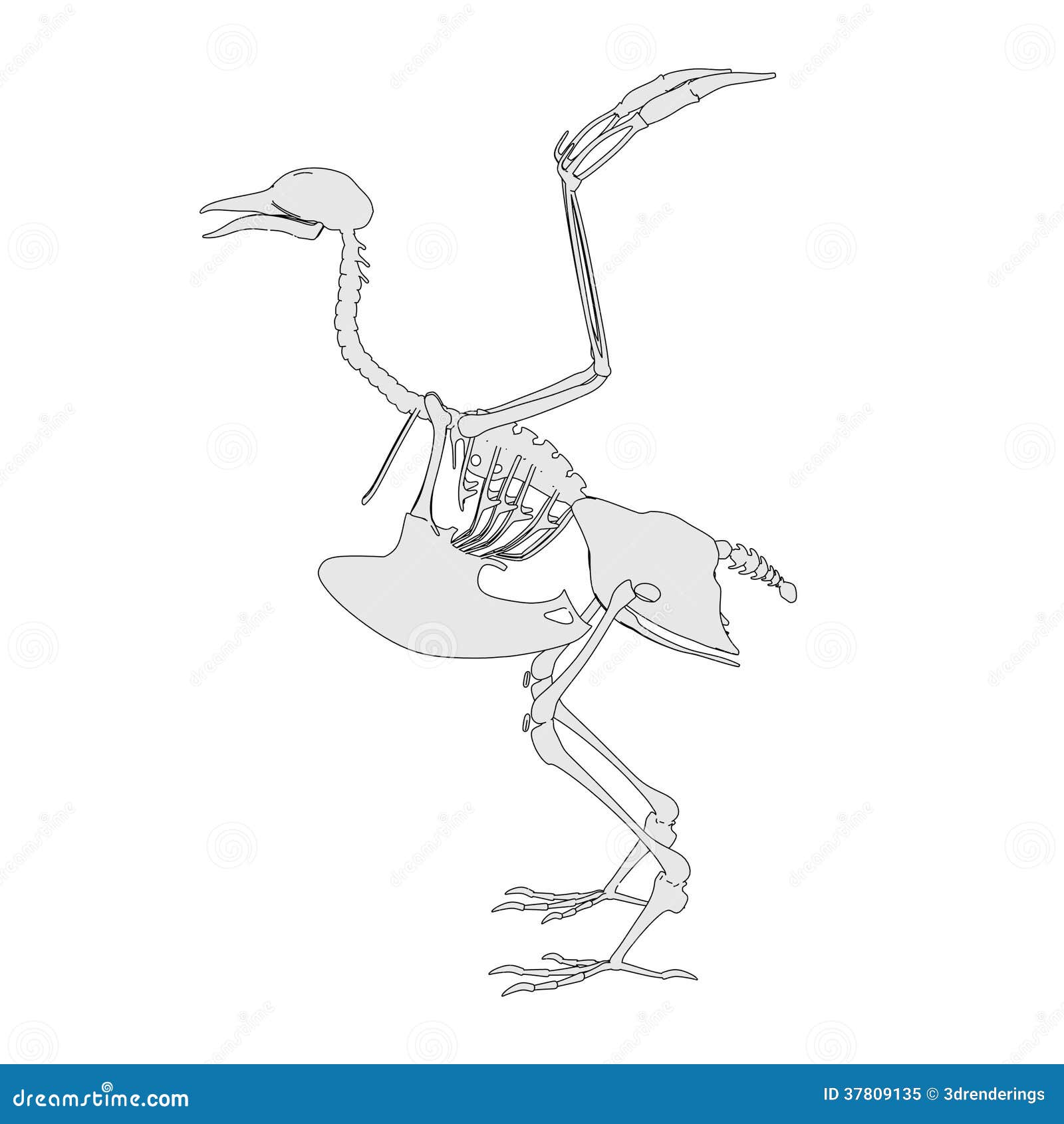 Bird Skeleton Silhouette Isolated On White Background. Animal Anatomy ...
