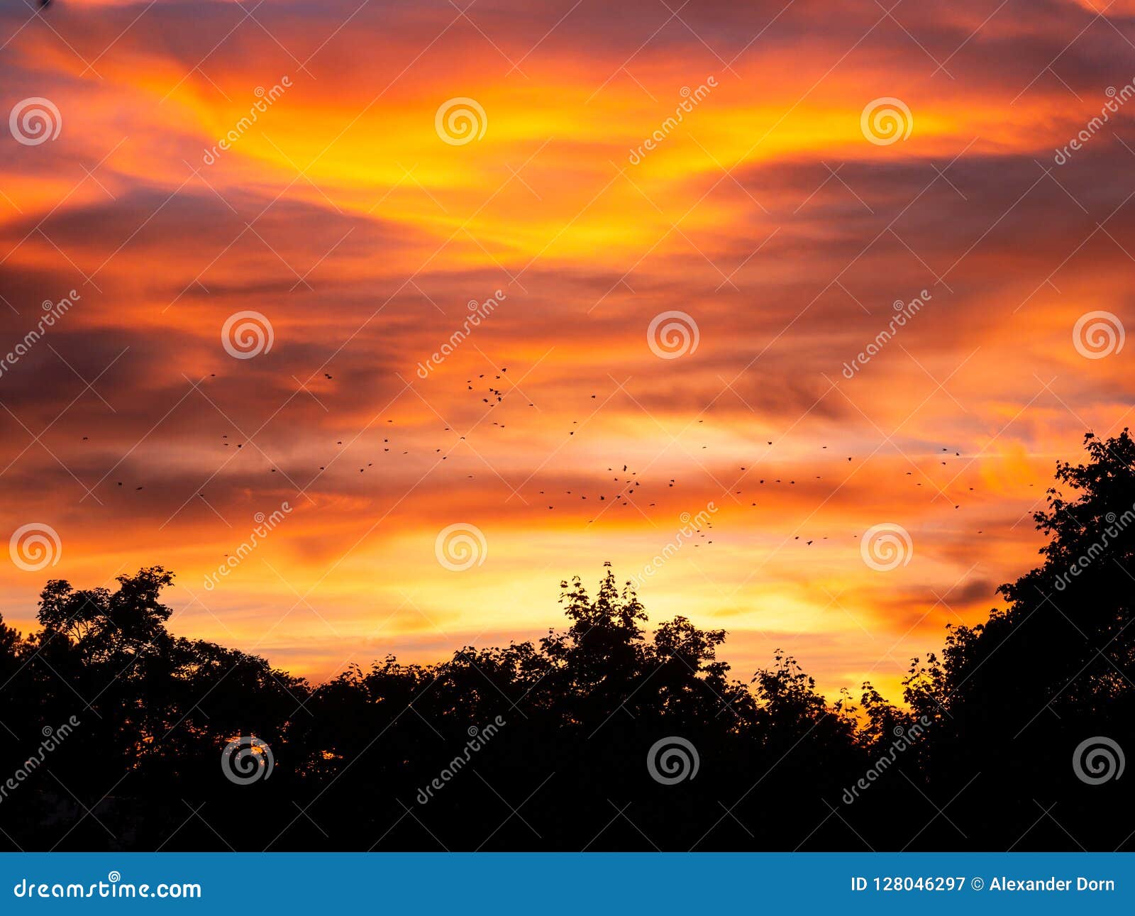 Image of Birds Flying during Colorful Sunset Over Trees Stock Image ...