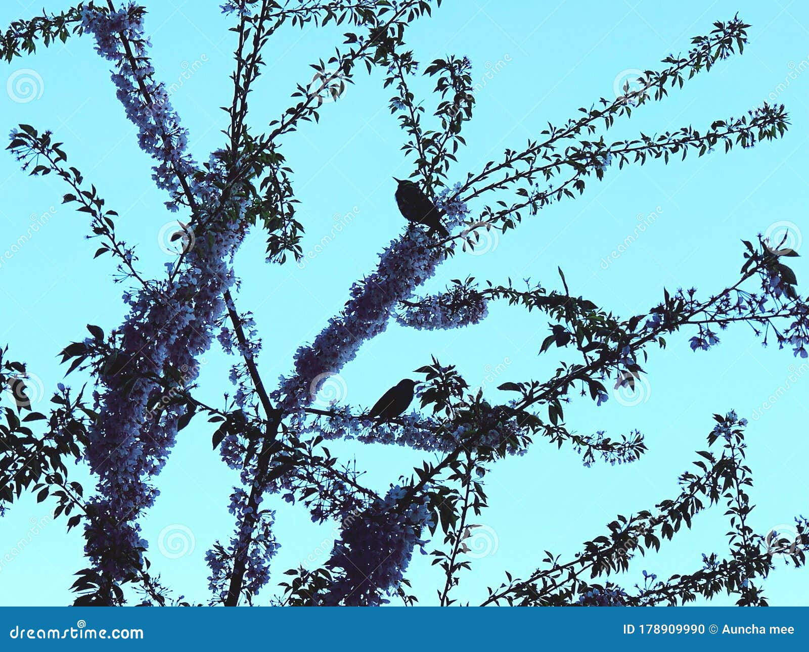 Image of Birds at Tree on the Sky . Stock Photo - Image of nature ...