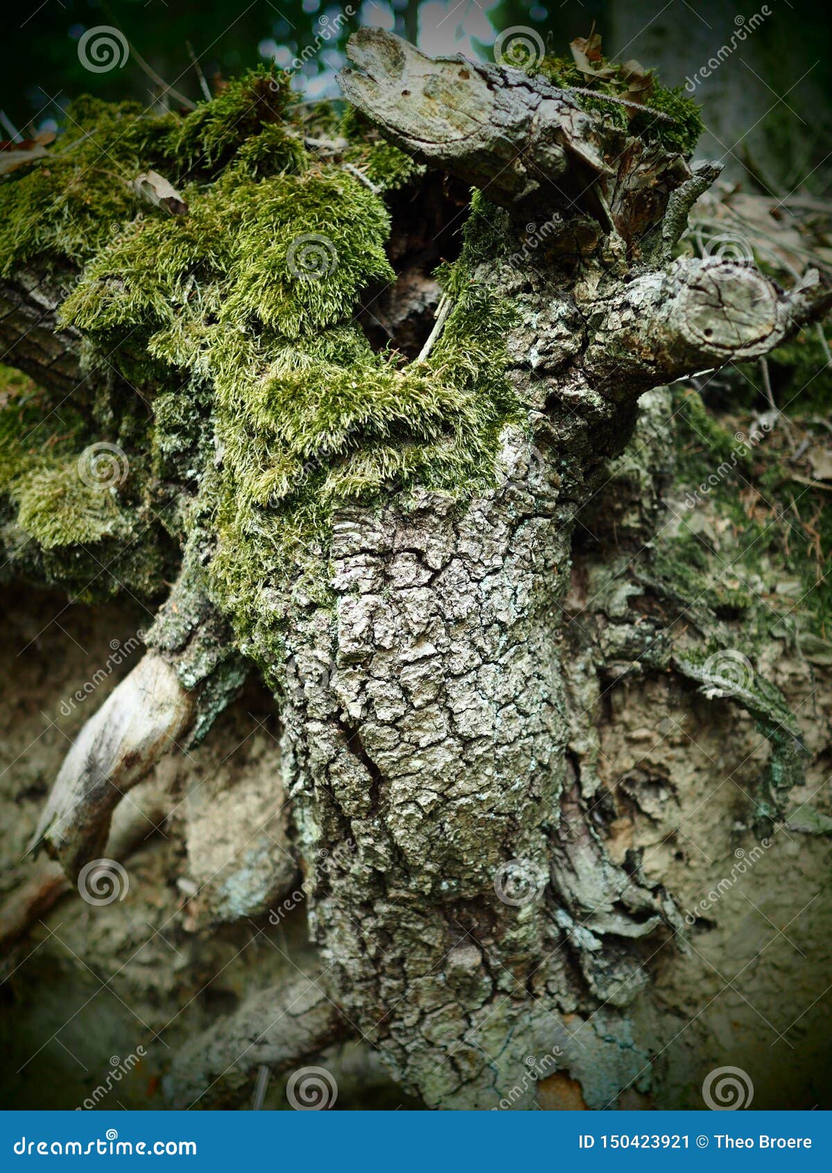 Bizarre Roots in an Old and Mystic Forrest Stock Image - Image of ...