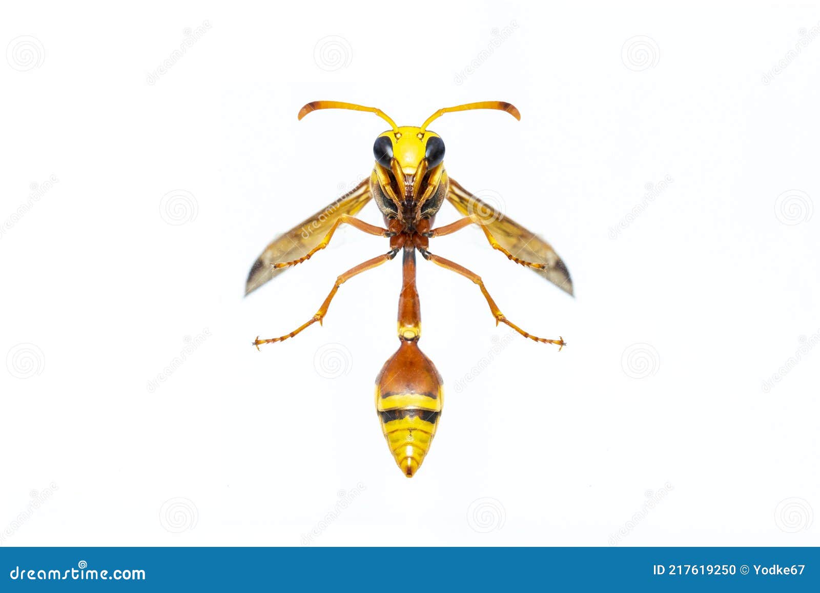 Image of Black Back Mud-wasp Isolated on White Background. Animal Stock ...