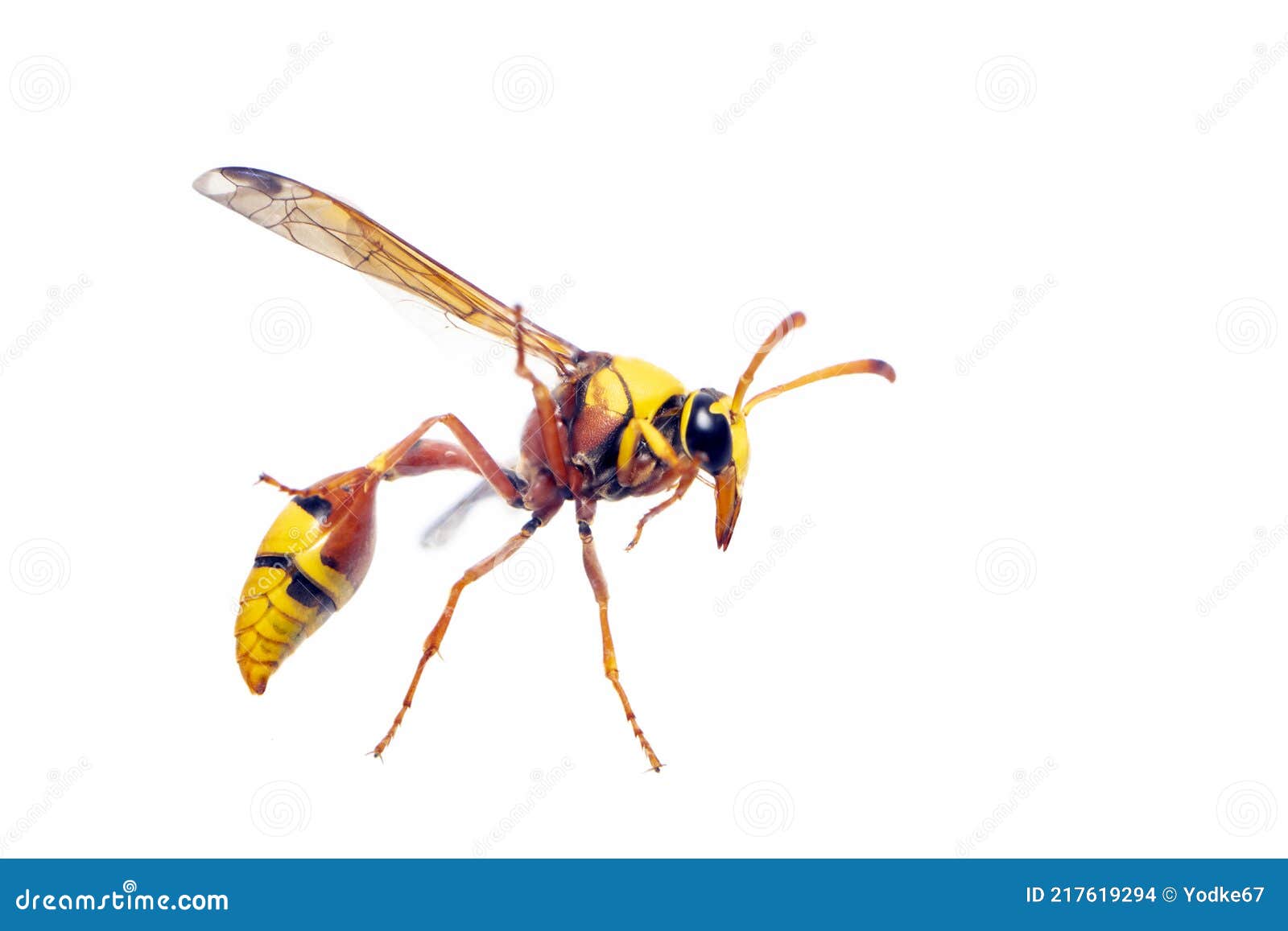 Wasp Isolated On Plain Background Royalty-Free Stock Photography ...