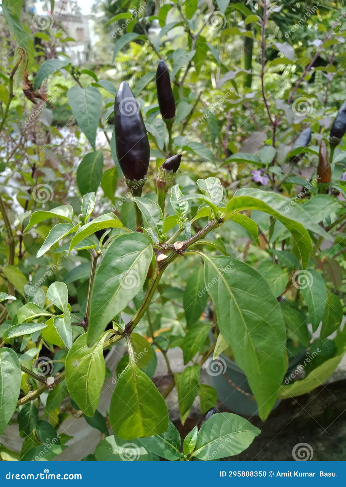 Image of Black Chilli. Image Shoot Date is 28th of October, 23, at ...