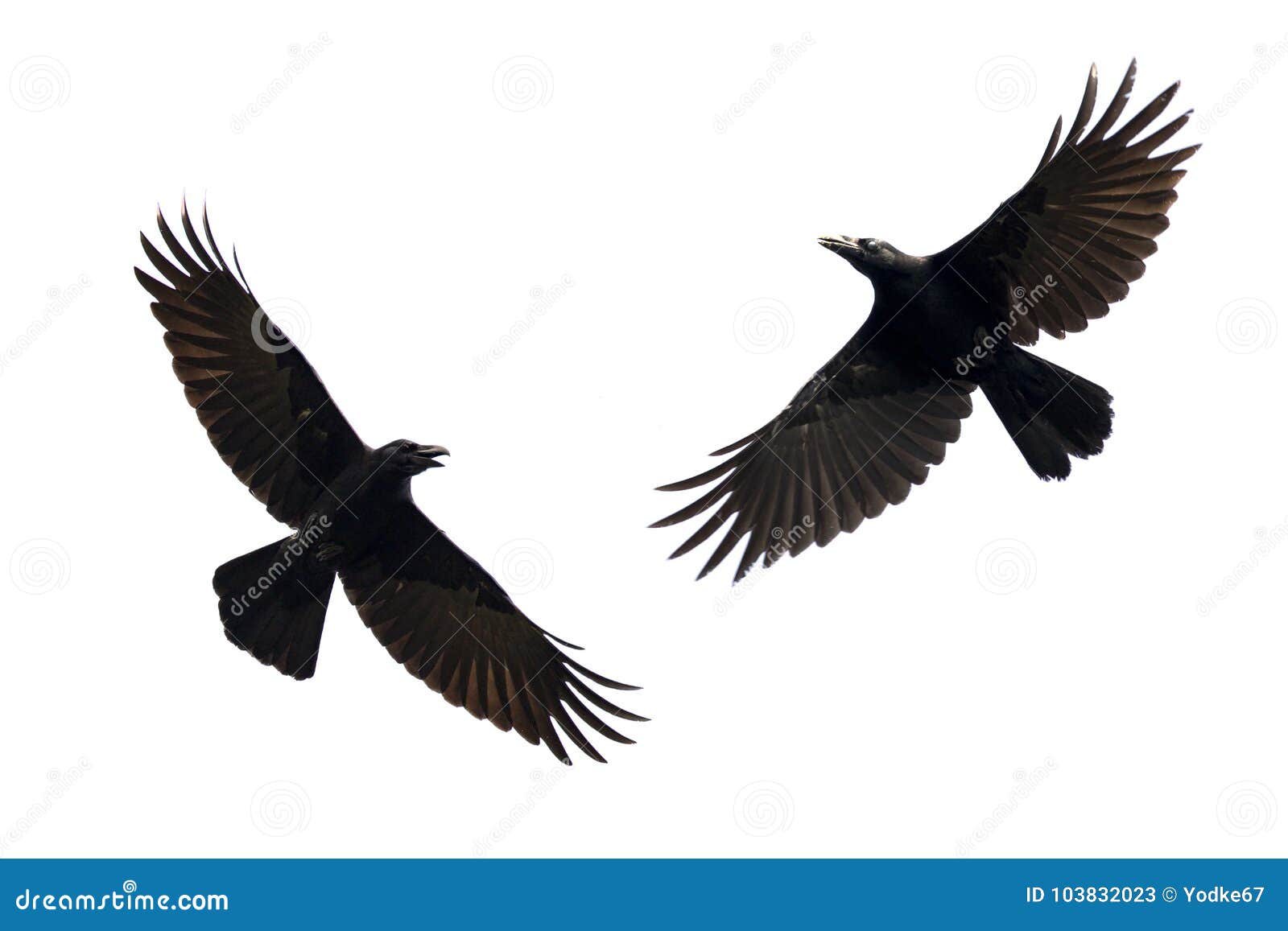 Crow Flying Silhouette Stock Image | CartoonDealer.com #469387