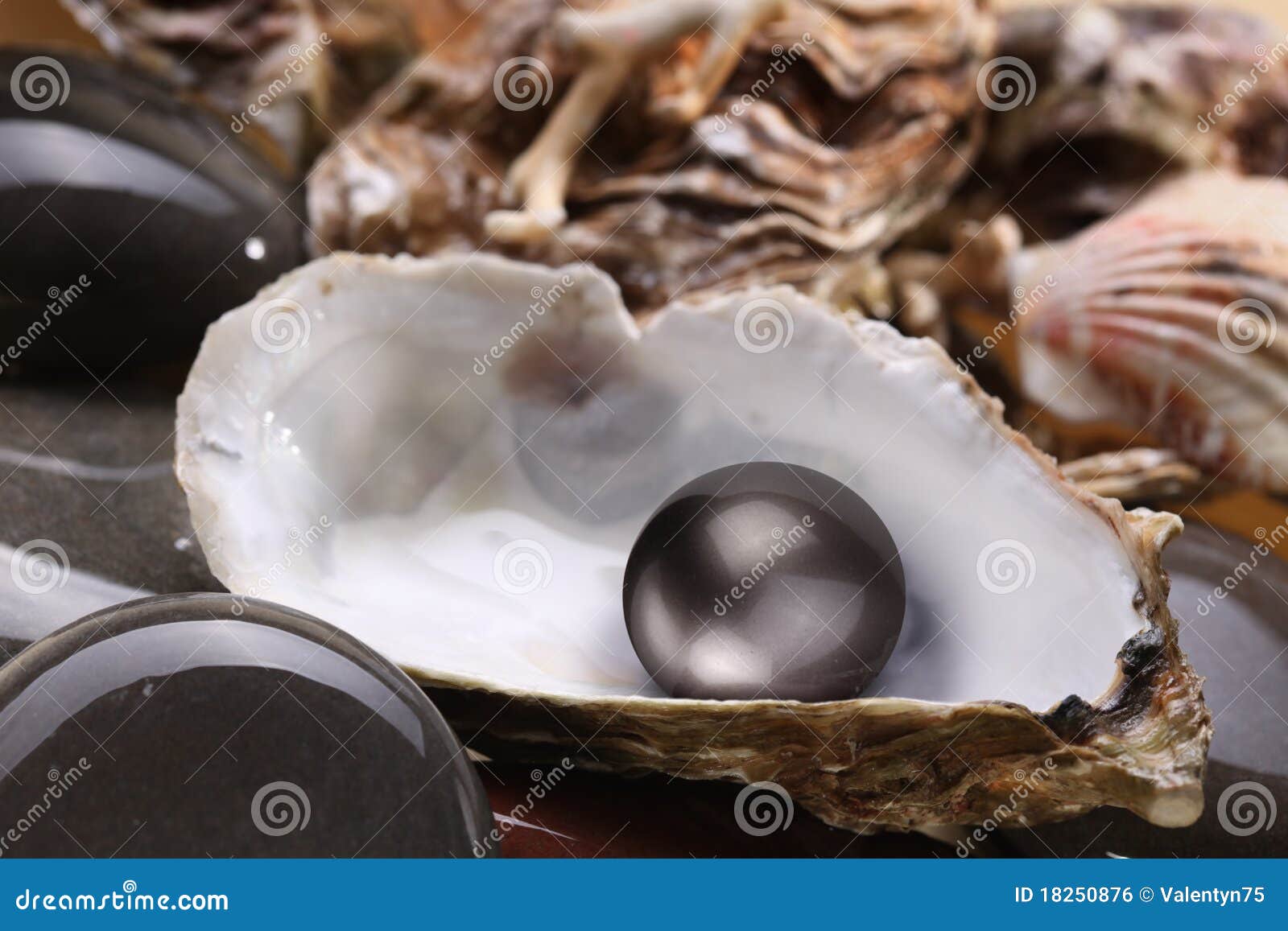 Image of a Black Pearl in the Shell Stock Photo - Image of shine ...