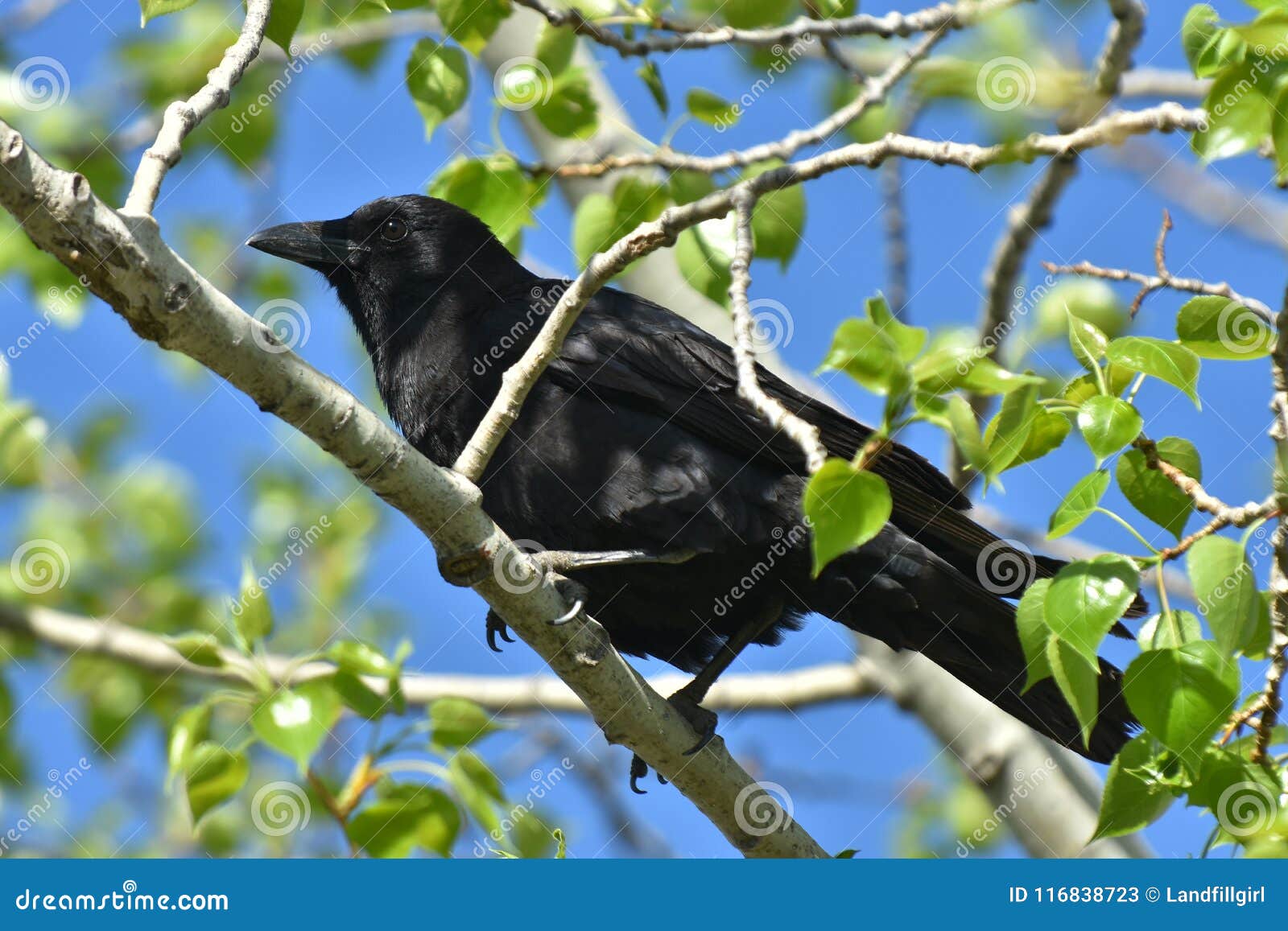 Black Raven Bird stock image. Image of raven, black - 116838723