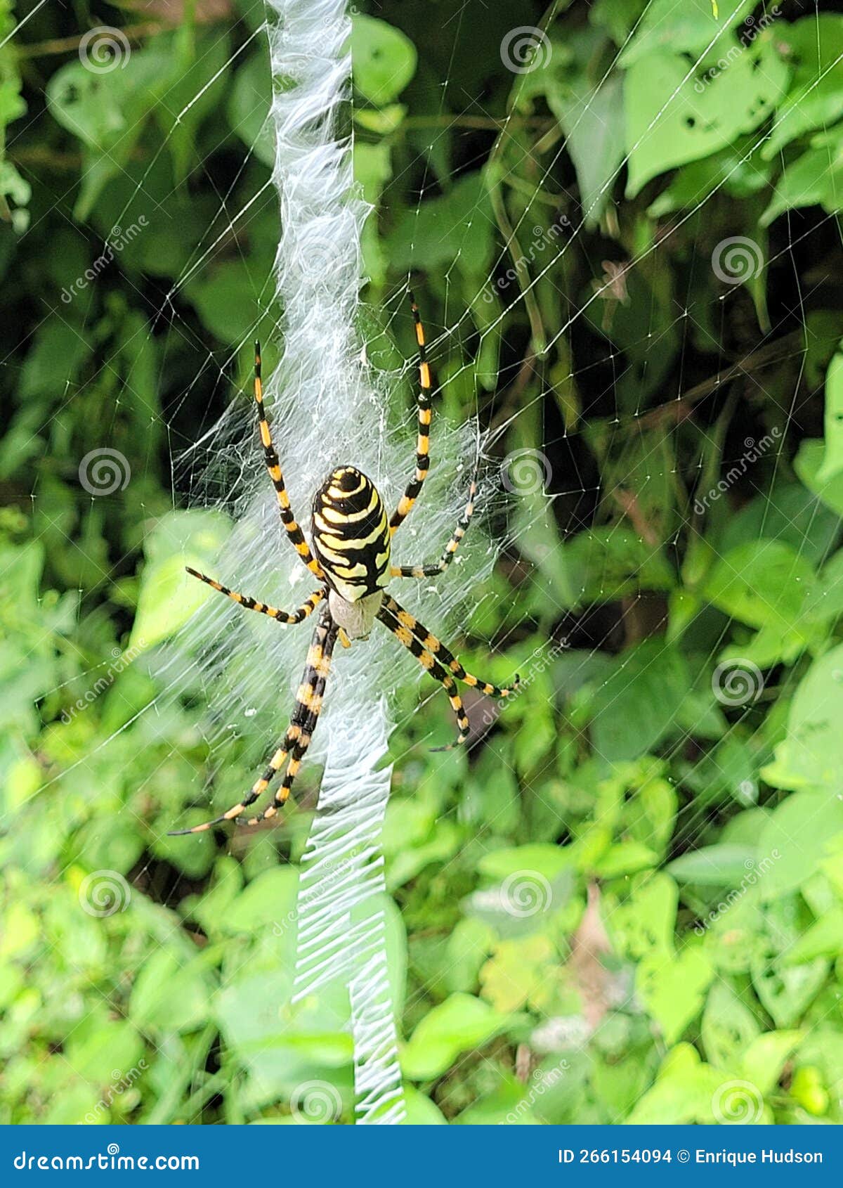Image of a Black and Yellow Spider in Its Web in the Middle of the ...
