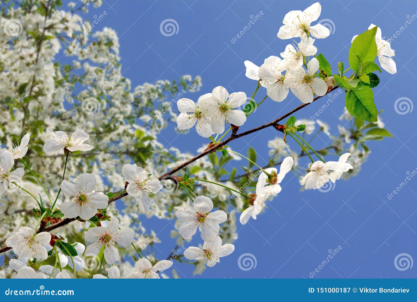 Blossoming Tree in the Spring Garden Stock Image - Image of decoration ...